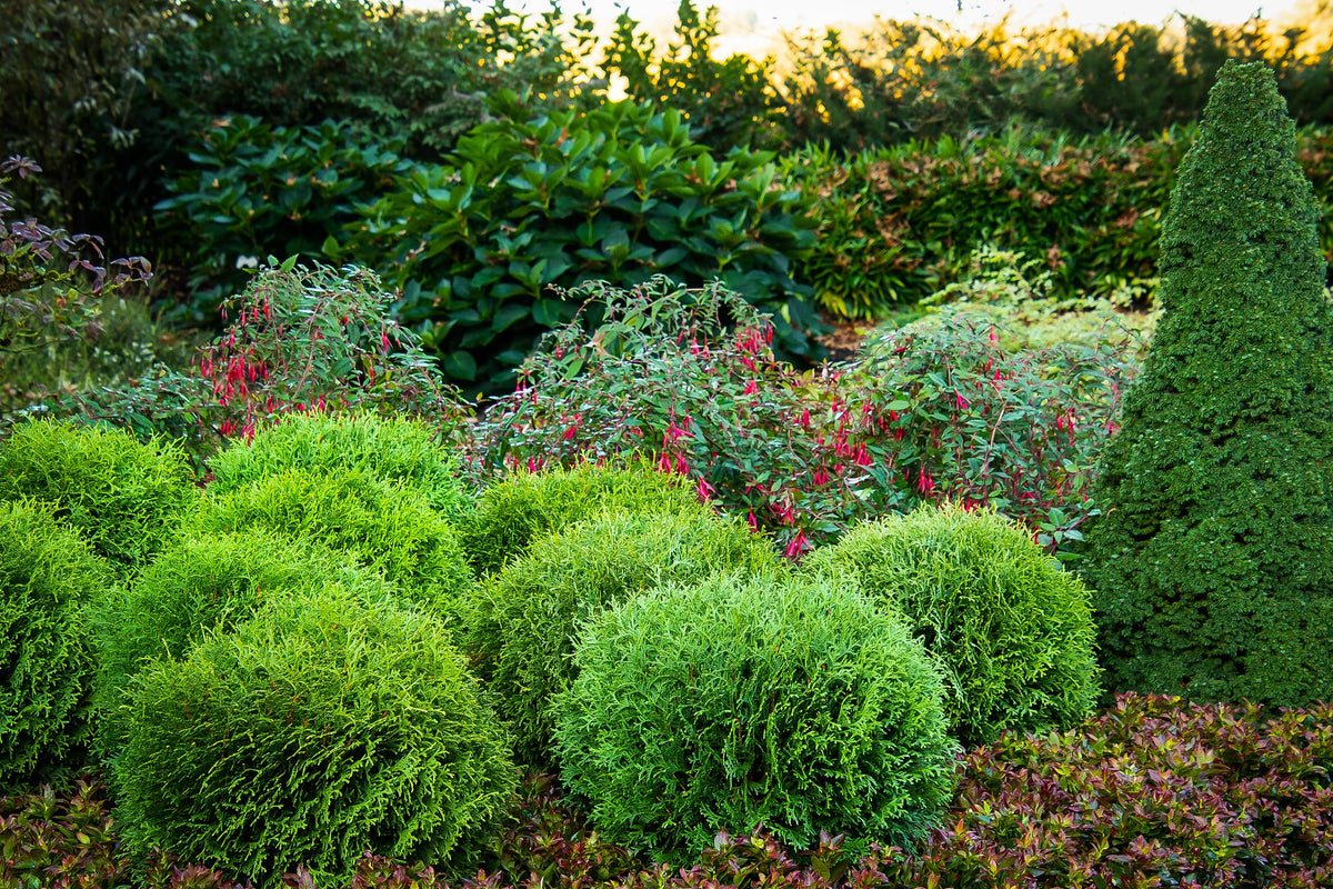 Shrubs – Curbside Nursery