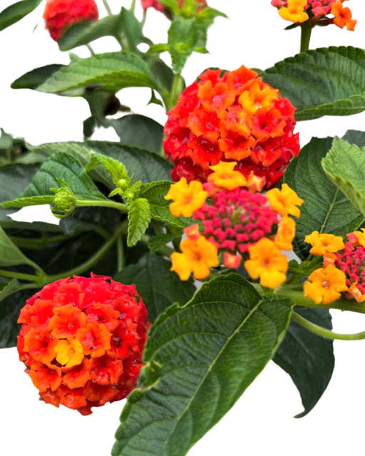 Annual - Lantana 'Gem Compact Orange Fire' (6 Inch Terracotta ...