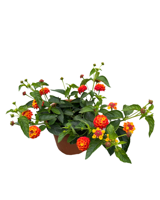 Annual - Lantana 'Gem Compact Orange Fire' (6 Inch Terracotta ...