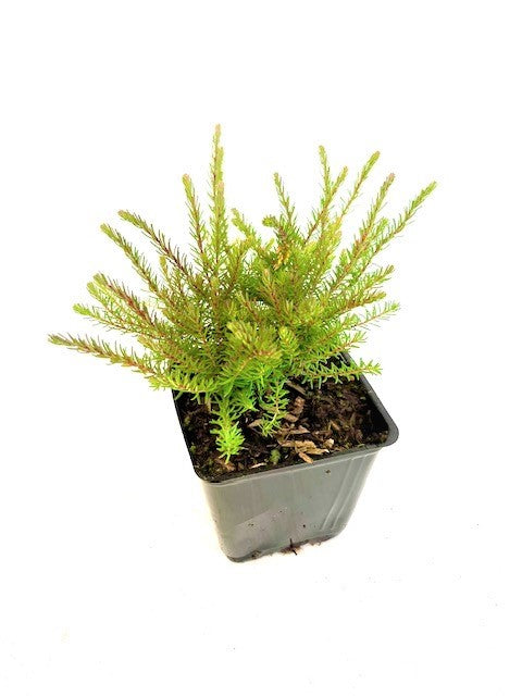 Shrub - Erica x darleyensis 'Kramer's Red Heather' (4 Inch) – Curbside ...