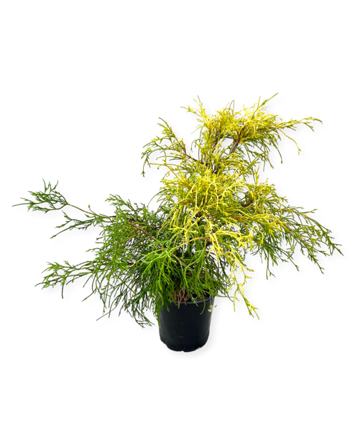 Shrub - Chamaecyparis pisifera 'Golden Threadleaf Cypress' (1 Gallon ...