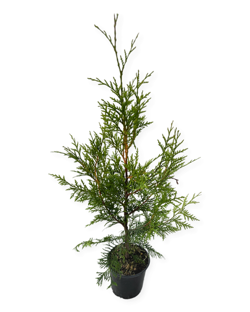 Excelsa Western Red Cedar Tree Western Red Cedar Hedging – Thuja